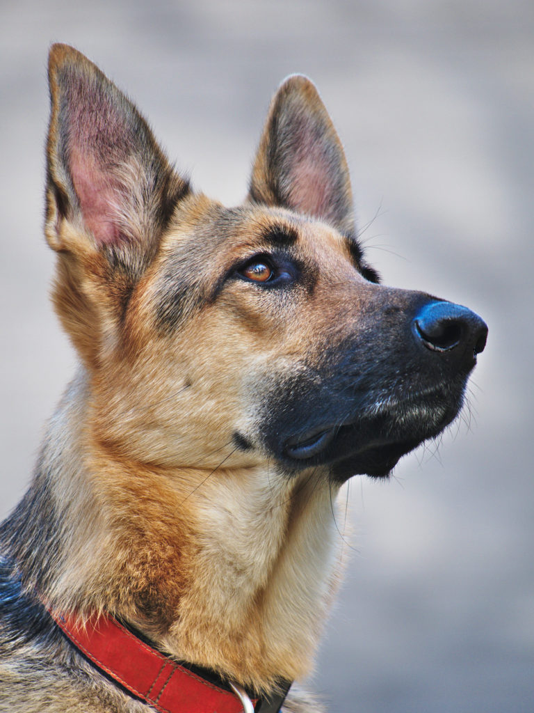 Plastic Surgery Archives - CHOC Provider Blog